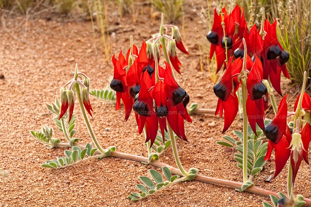 News - Outback Photography